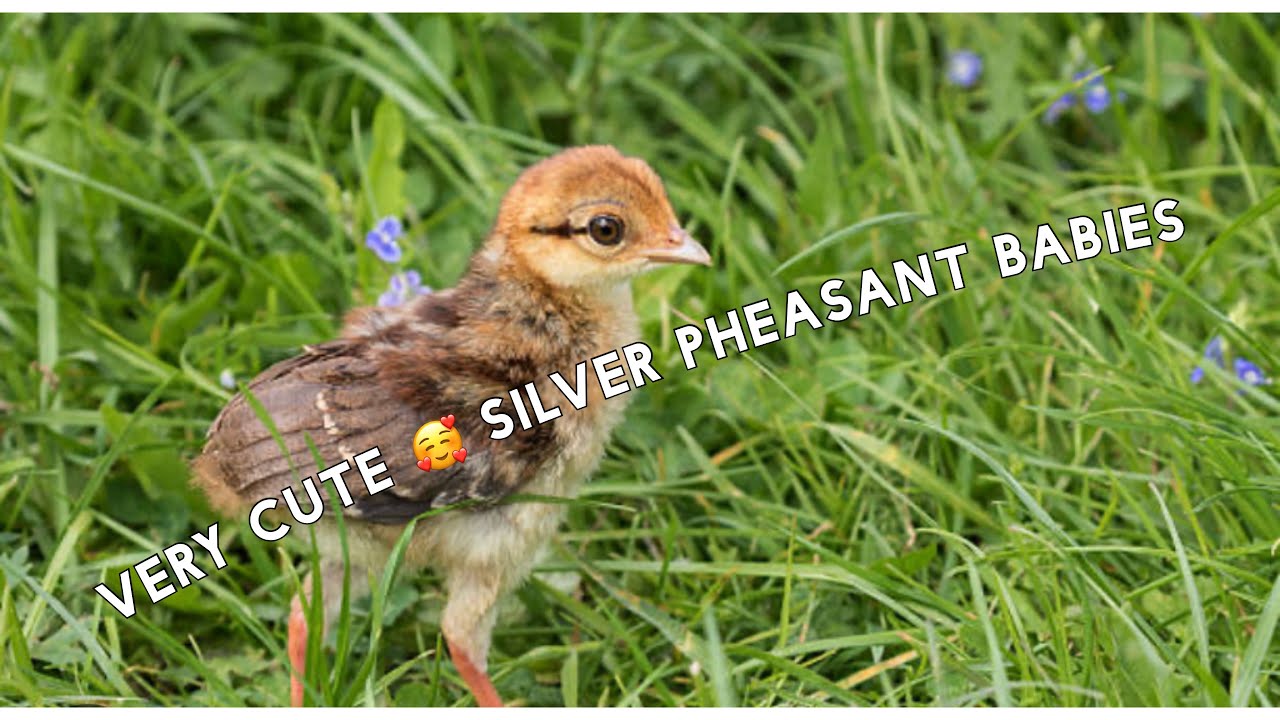 Very cute 🥰 Silver Pheasant babies - YouTube