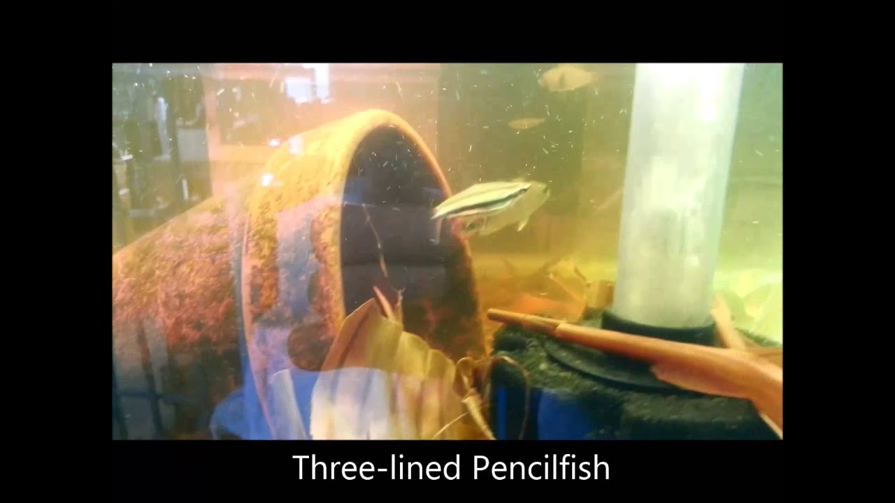 Three lined Pencilfish - YouTube
