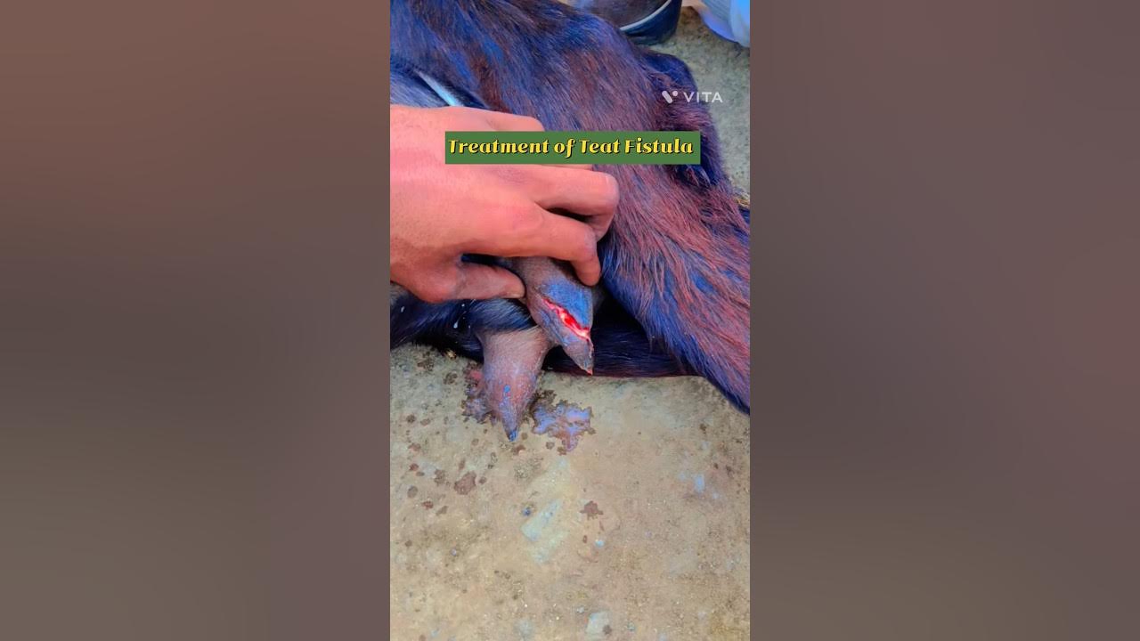 Treatment of Teat Fistula..... #goat #treatment #medicine #surgeryrecovery #farming #viralshorts ...
