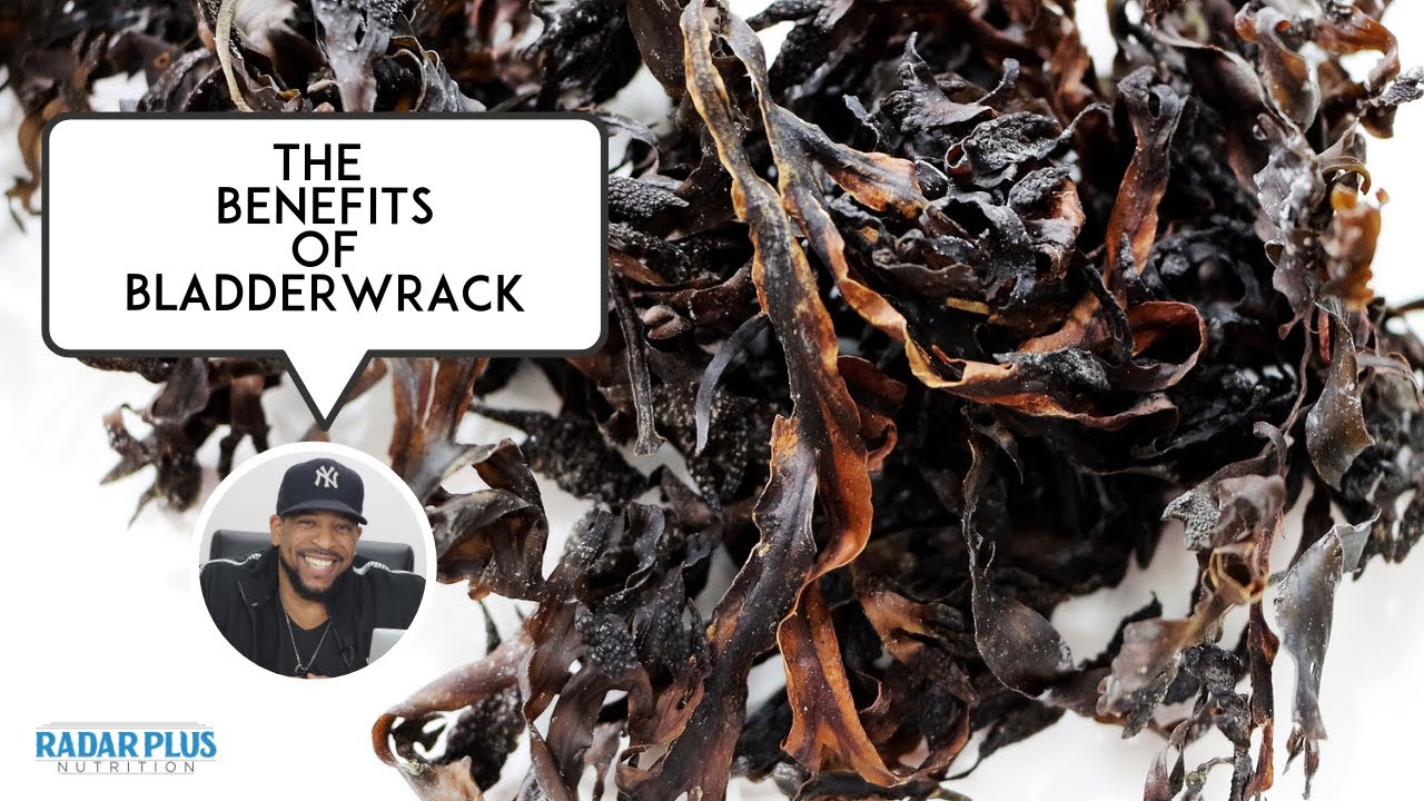 WHAT DOES BLADDERWRACK DO FOR YOUR BODY? AND WHY ITS IN THE SBB FORMULA ...
