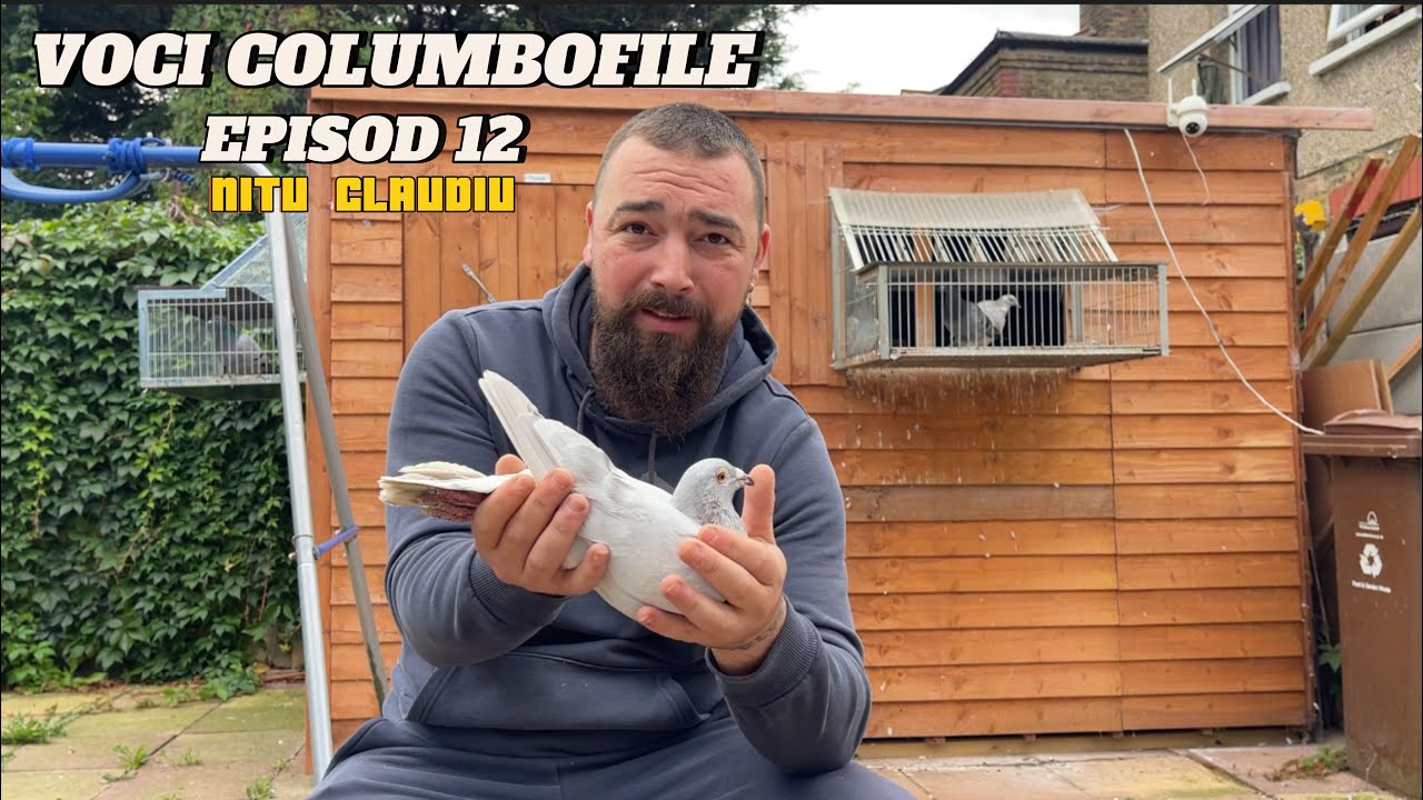 Voci Columbofile - Episod 12 - Nitu Claudiu Stefan - Anglia - YouTube