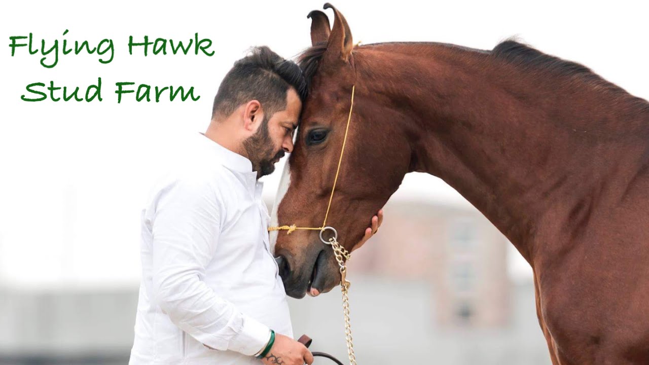 Punjab ~ Flying Hawk Stud Farm Tour 😱😱😱😱 - YouTube