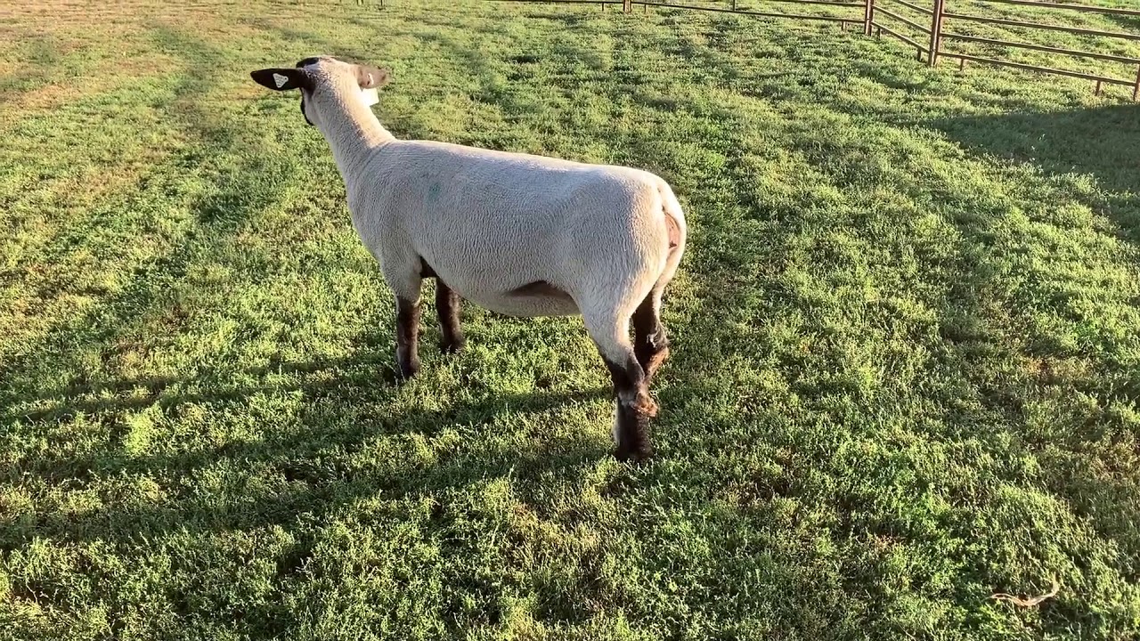 Lot 6 - Tag 7174 2020 Bred Ewe Sale - YouTube