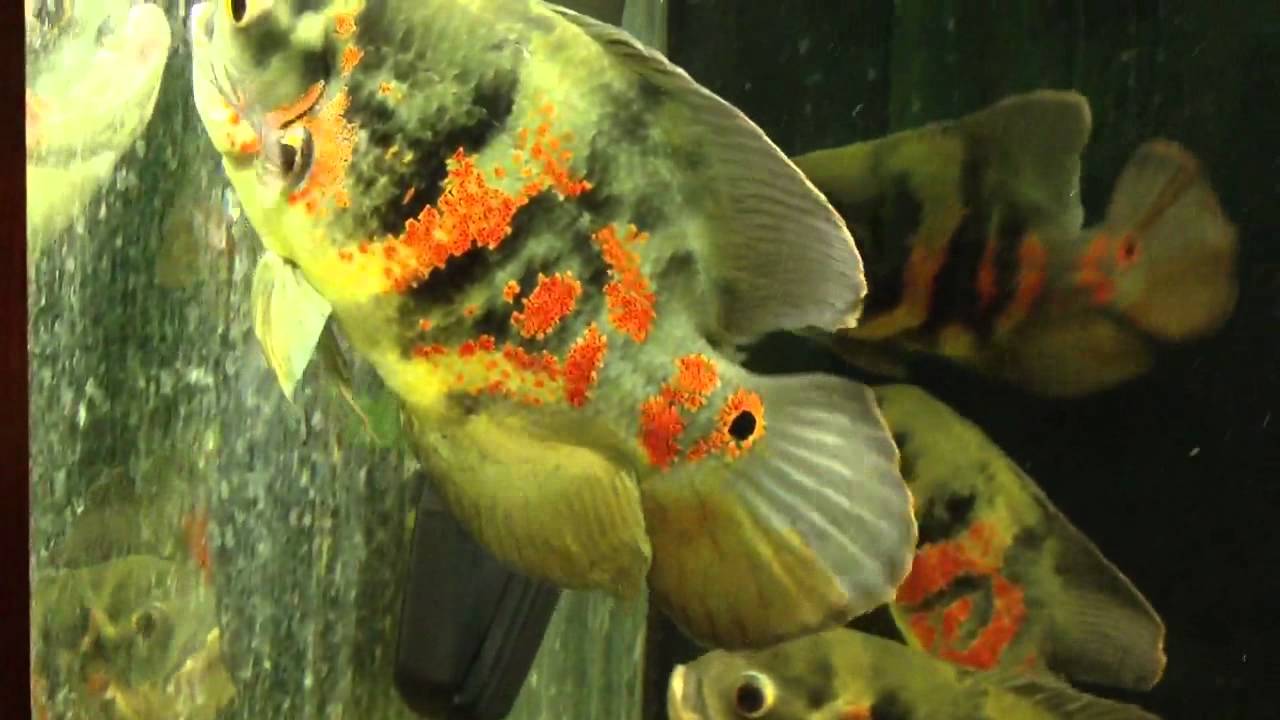 Cichlida pavia - Oscar (Marble cichlid) HD - YouTube