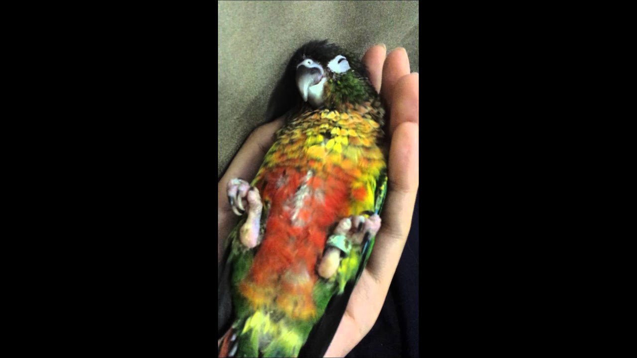 Sleepy Yellow-Sided Conure is Sleepy - YouTube