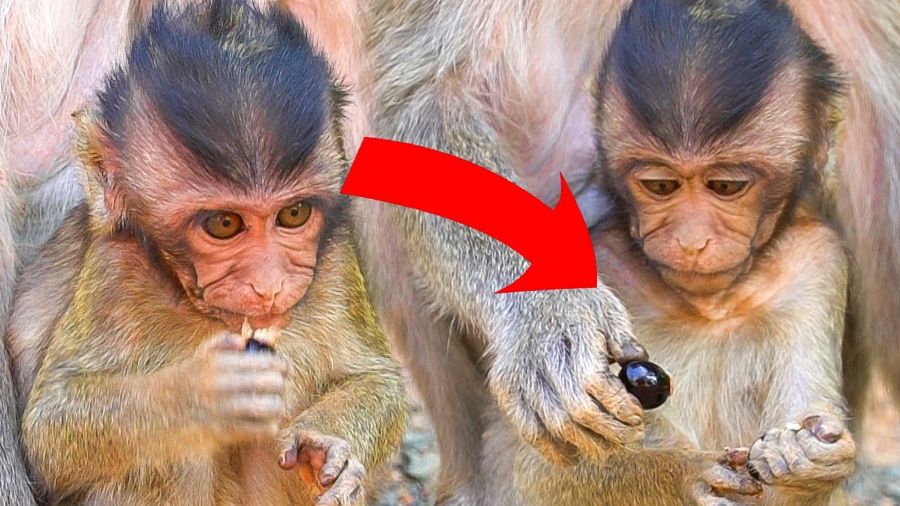 Adorable Baby Monkey Mamo Active and Eat Fruit with Mother - YouTube