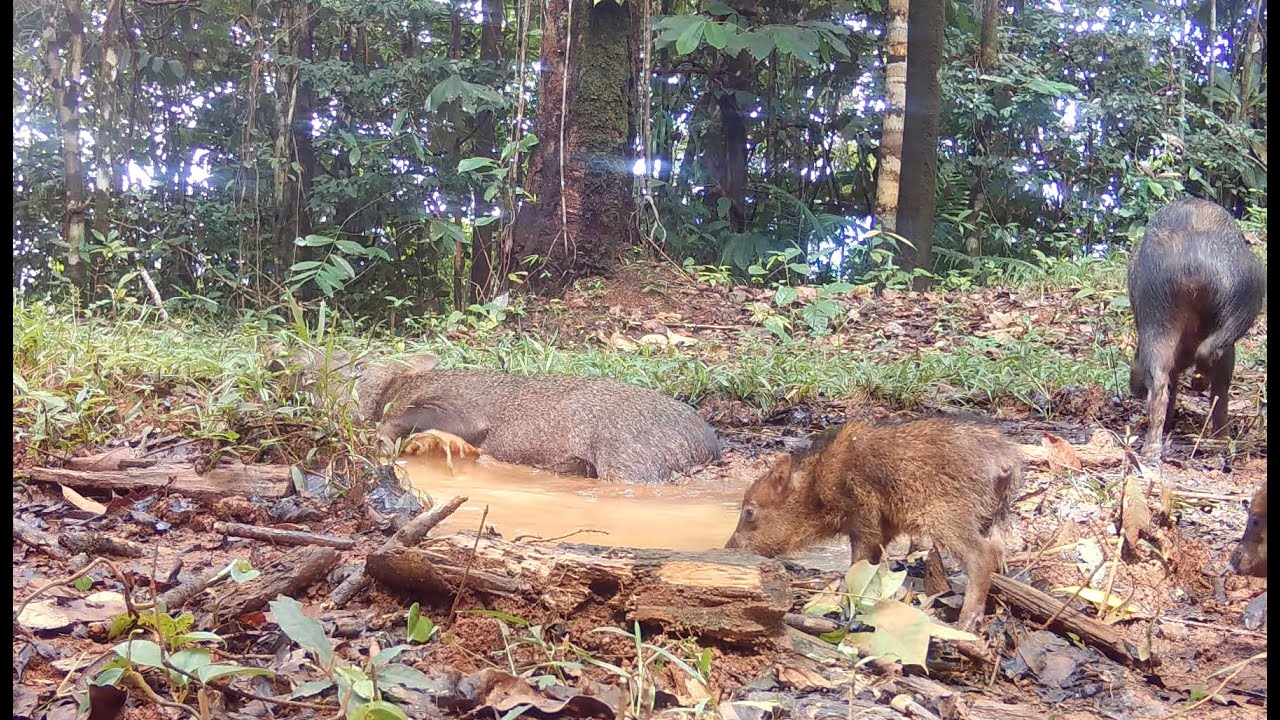 Wildlife of the Osa Peninsula, Costa Rica - Fondo de Biodiversidad ...