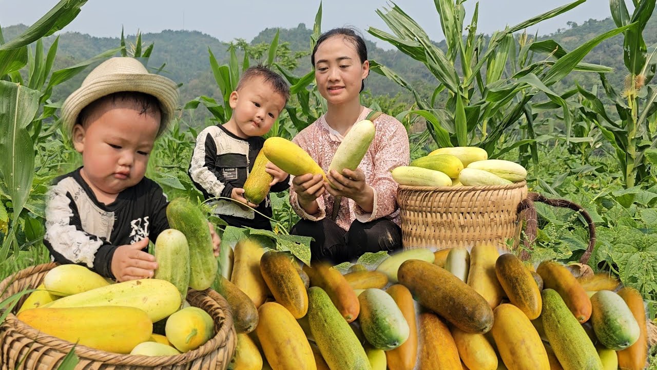 A 17-year-old single mother and her son harvest yellow cucumbers in the ...