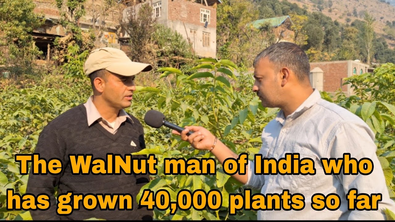 The WalNut man of India who has grown 40,000 plants so far | Kishtwar ...