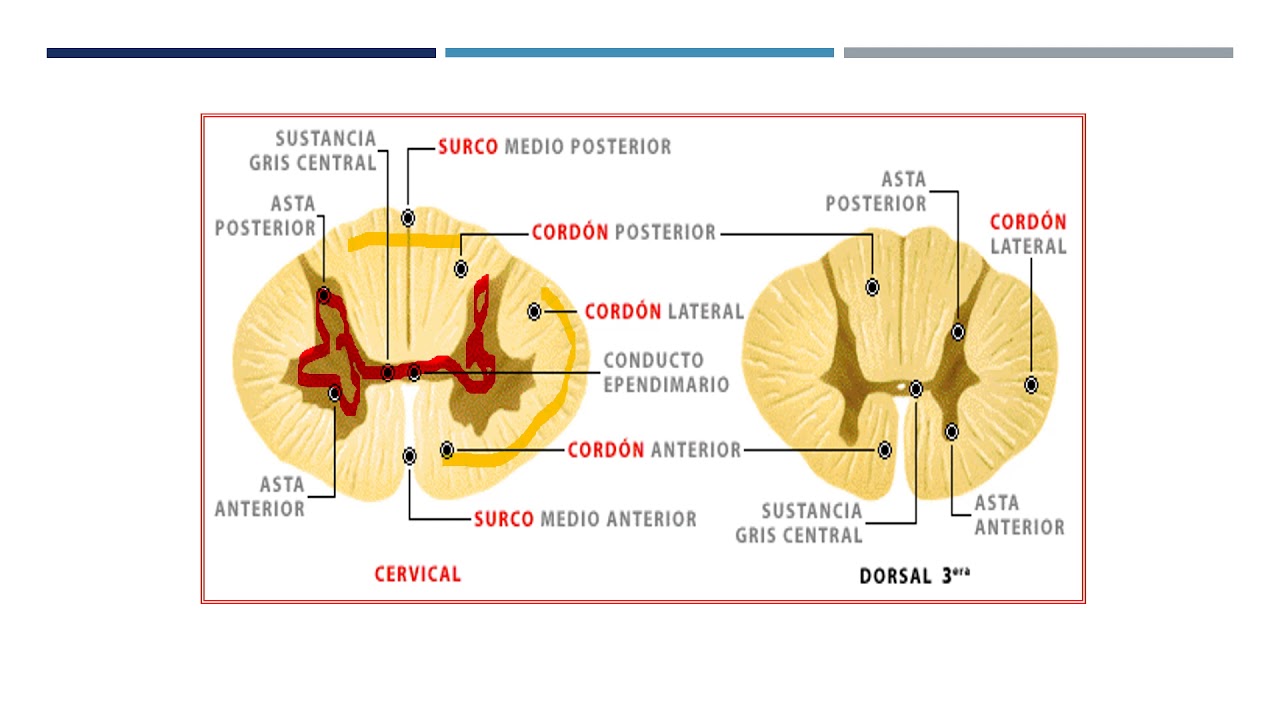 Médula espinal y nervios espinales - YouTube