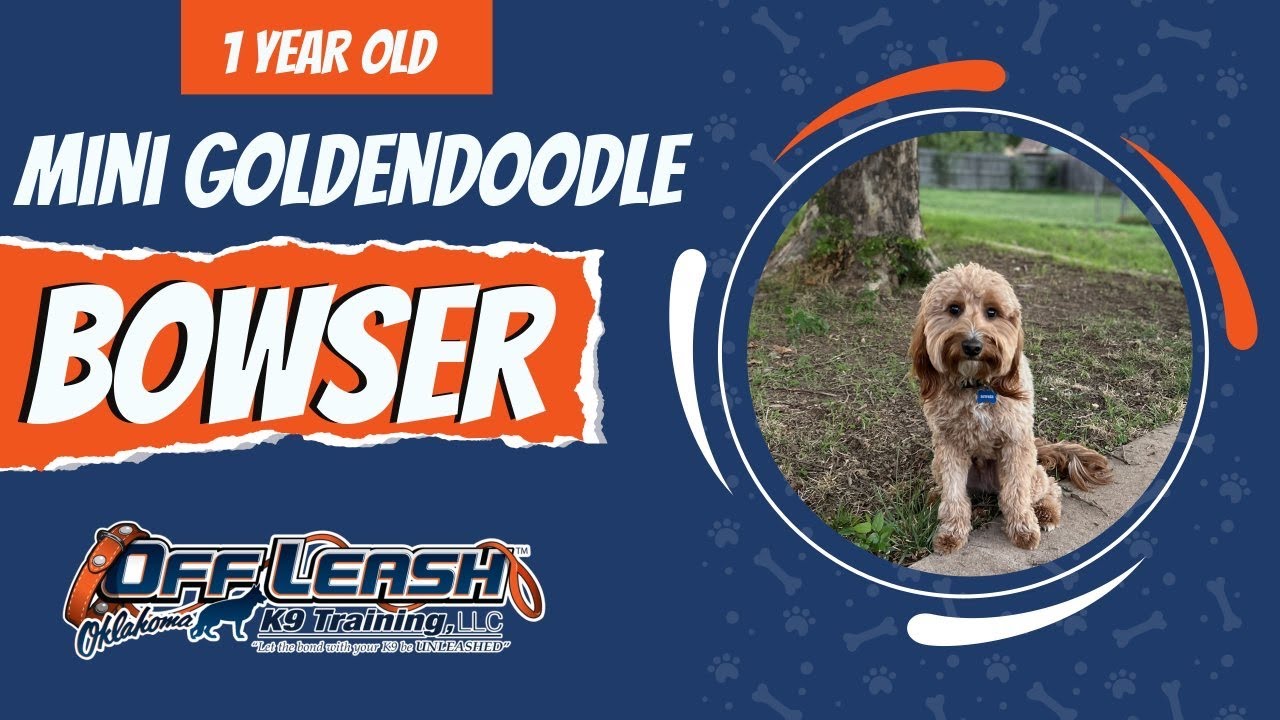 1 Year Old Mini Goldendoodle | Best Goldendoodle Training | Off Leash ...