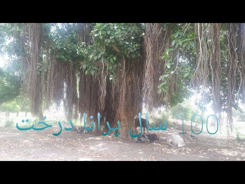 100 years old plus tree in my city kahror pakka - YouTube