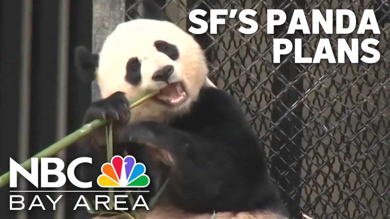 SF mayor's plan to bring pandas to the city faces some road bumps - YouTube