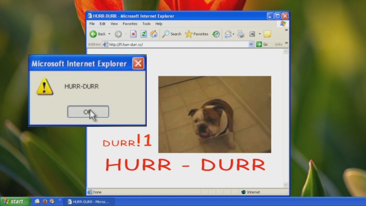 Hurr Durr Derp Dog