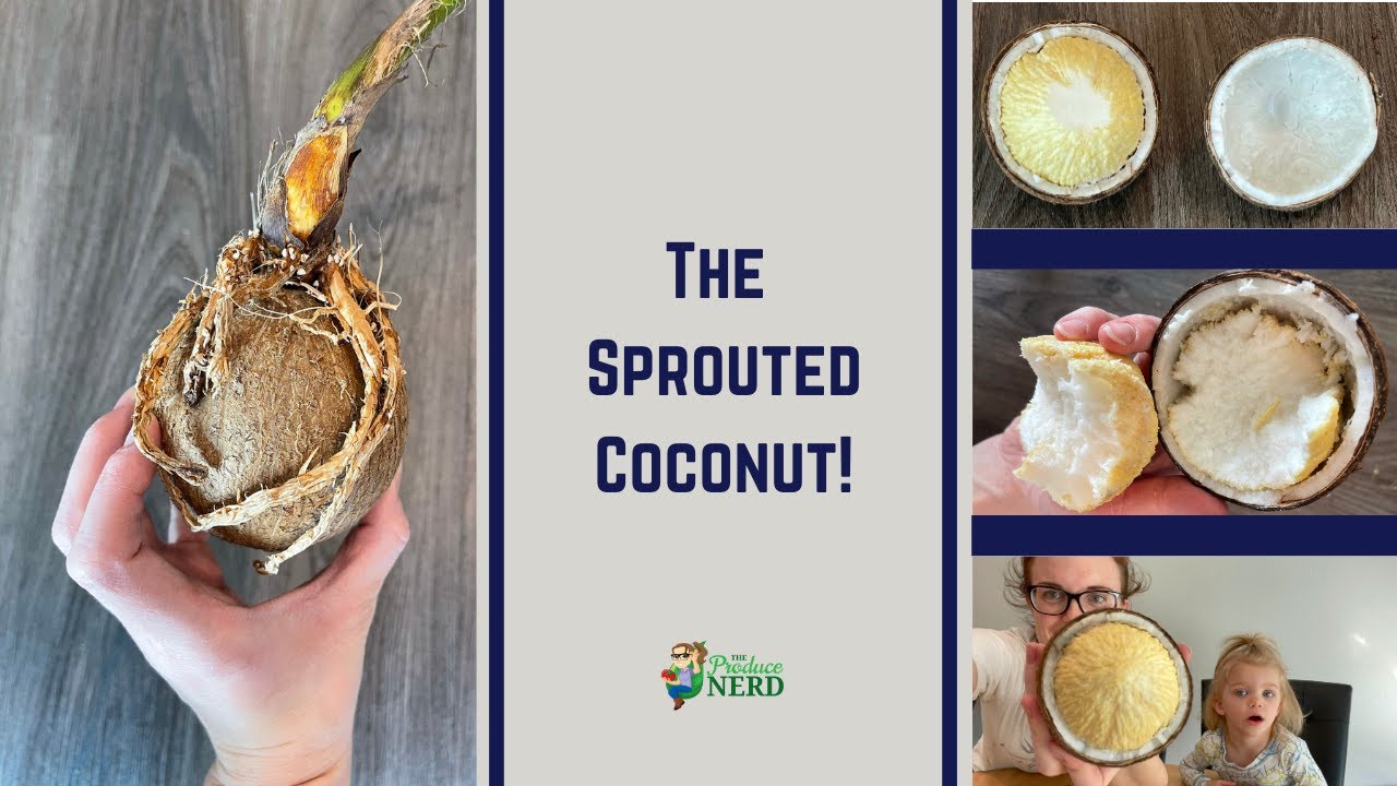 Sprouted Coconut: How to Open a Sprouted Coconut & First Taste ...