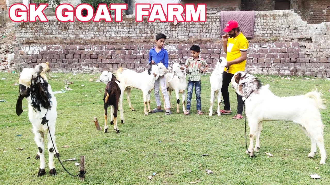 Extreme Quality Paalne Wale Kota Bakron ka Laad Gk Goat Farm 🐐 Kota ...