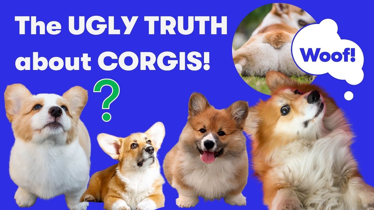The UGLY TRUTH About CORGI PUPPIES! - YouTube