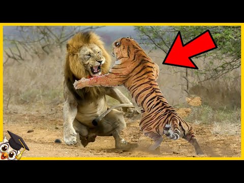 20 Mal, wenn Löwen und Tiger den Falschen trafen