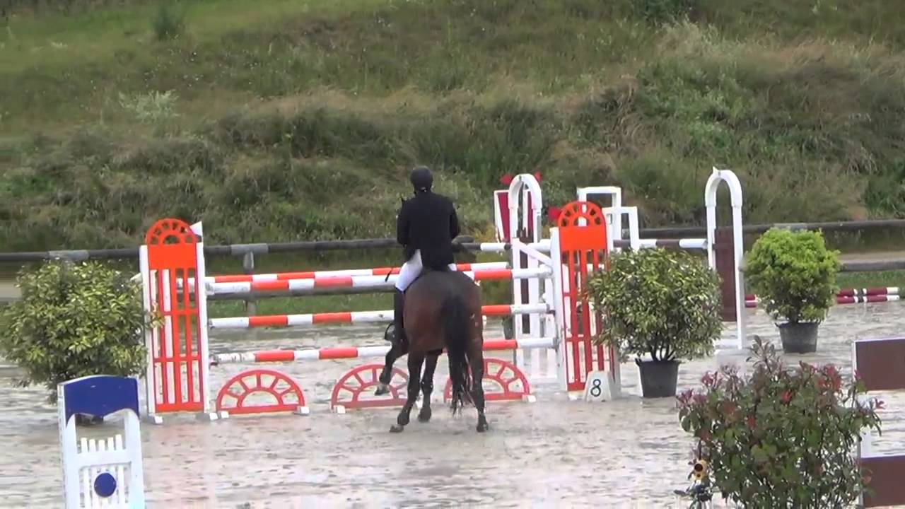 8 yo stallion x Balou du Rouet - Approved Selle Français - YouTube