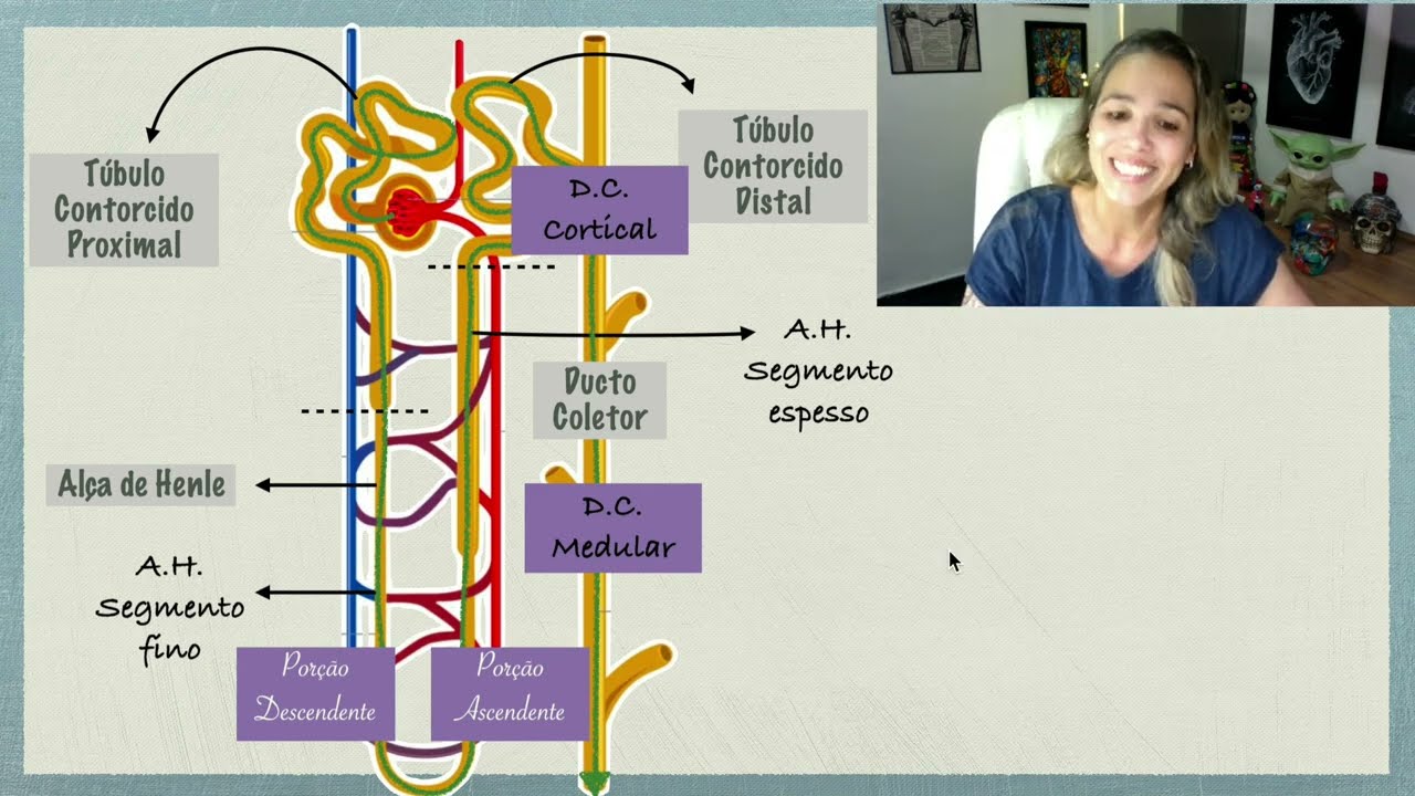 Diagrama Do Tubulo Contorcido Proximal O Sistema Tubular | Concise