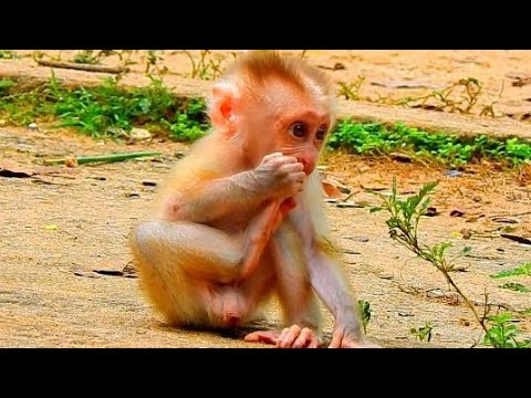 Pitty little baby monkey Leo his mother putting walk alone_love cute ...
