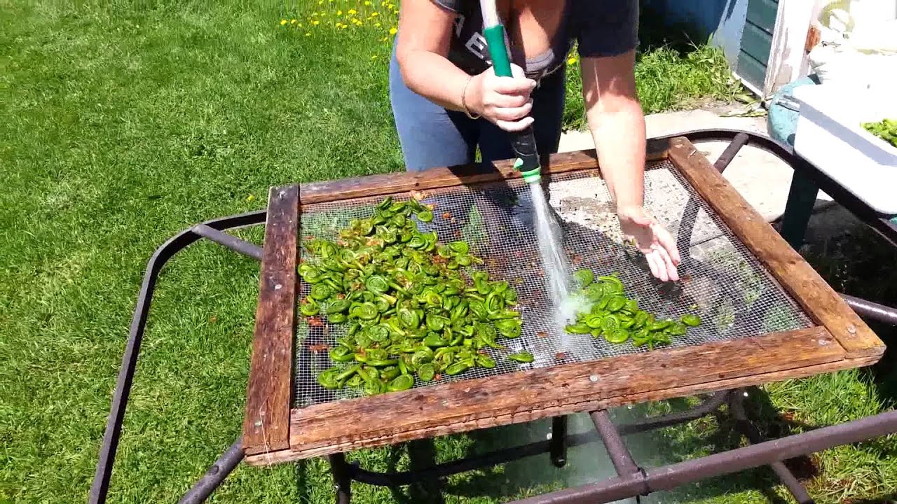 Fiddlehead cleaning at Listuguj, QC - Atlantic Canada. - YouTube