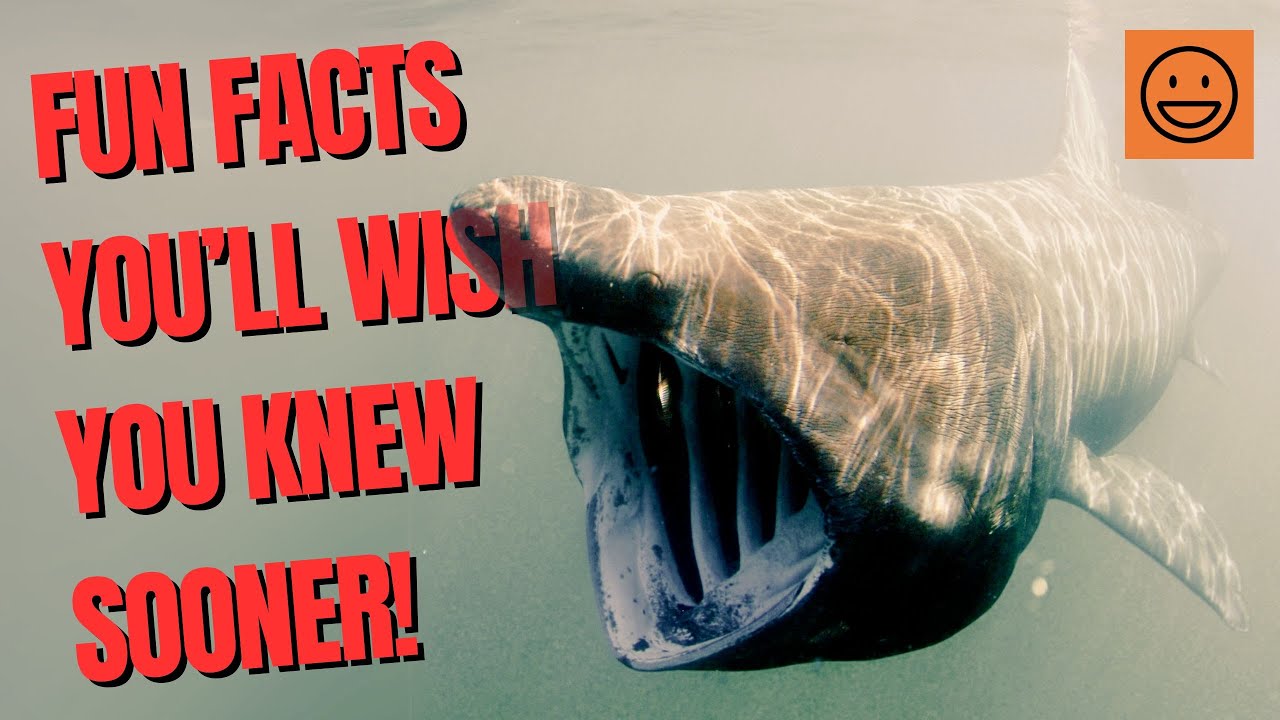 Can’t-Miss FUN FACTS That Will Make You Smarter in Minutes! - YouTube