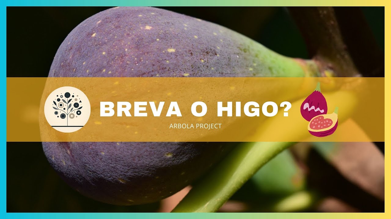 EL GRAN MISTERIO: HIGO O BREVA? APRENDE A DIFERENCIARLOS - YouTube