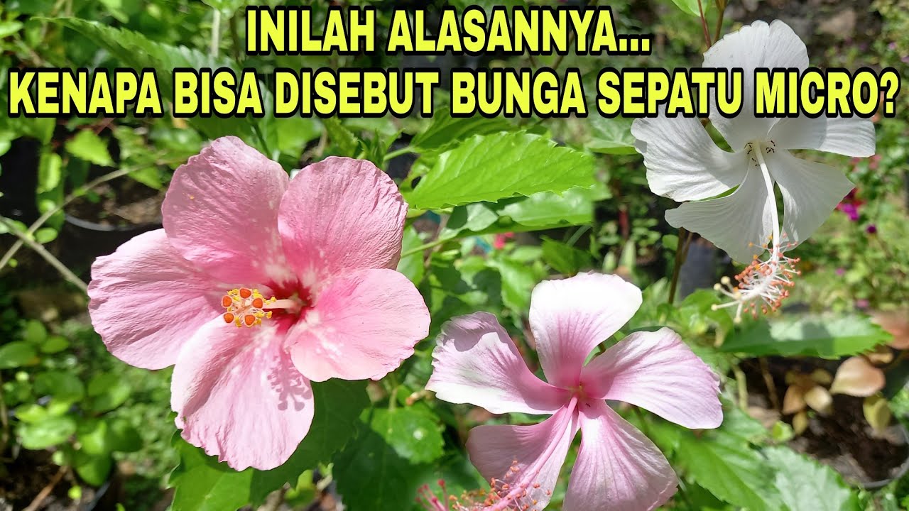 MENGENAL JENIS-JENIS BUNGA SEPATU || HIBISCUS LOKAL DAN IMPORT ...