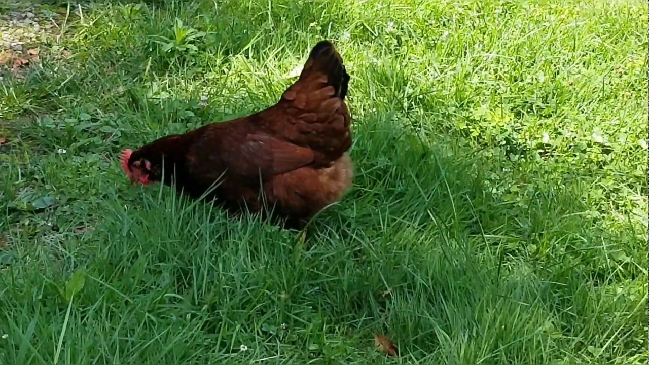 Fire Chick Update & Plans 🐓 - YouTube