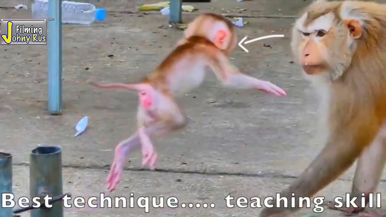 Best technique! Teaching skill for monkey Albert Sweetie mommy Ally ...