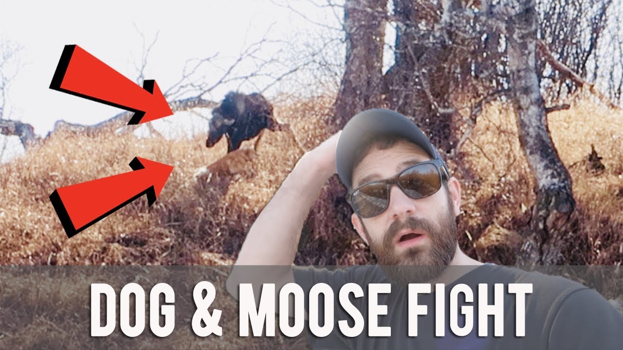 DOG AND MOOSE FIGHT - Living in Alaska Day 6 - YouTube