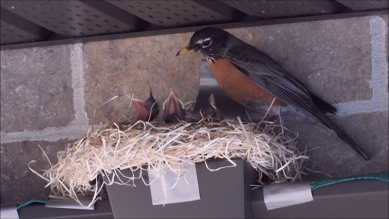 Famille de merles d'Amérique, mai 2020 - YouTube