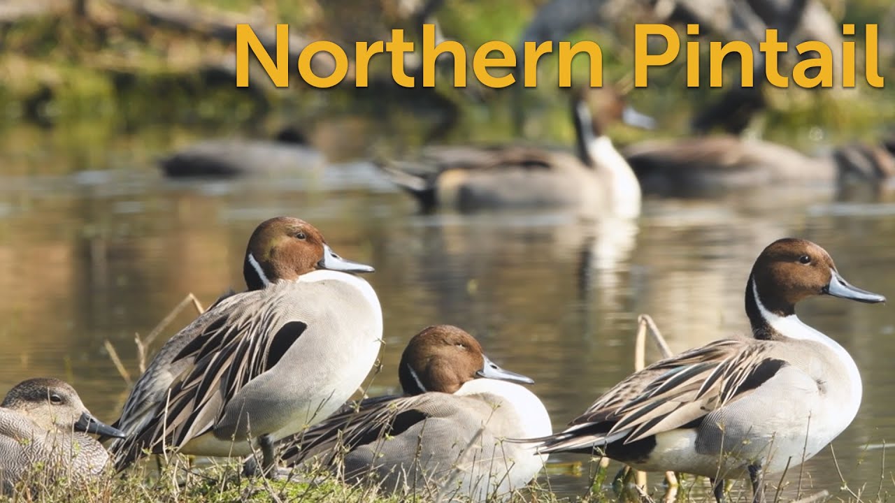 How to Identify Northern Pintail Ducklings in the US: A Complete Guide ...