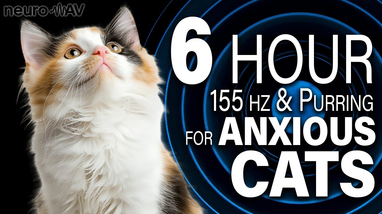 155Hz Pure Tone + Real Cat Purring 🐾 | 6 Hours | Calming Frequency for ...