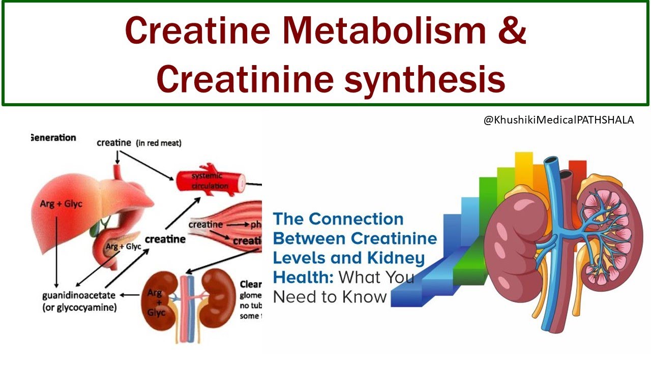 CREATINE METABOLISM II Creatinine Biochemistry - YouTube