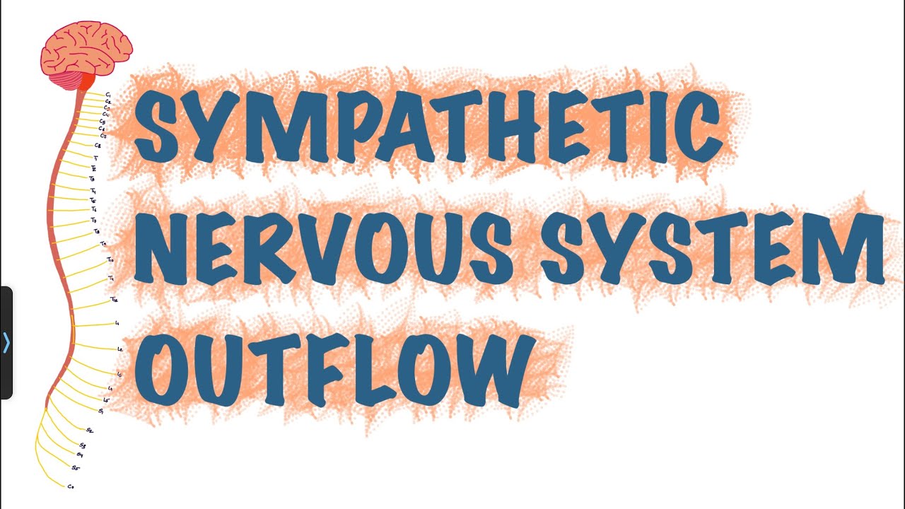 Sympathetic Nervous System Outflow | Medicine | # ...