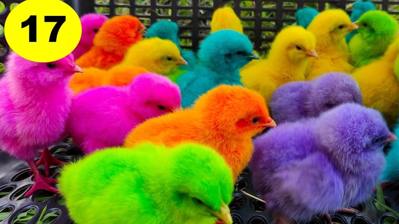 chicken gun color name rainbow,chicken gun color,o happy day sheet ...