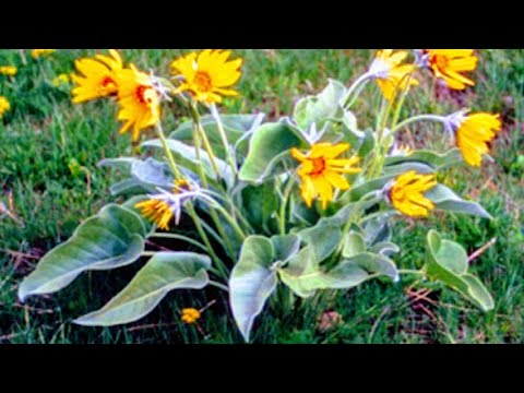 Arrow Leaf Balsam Root - a Rich and Rare Native American Medicinal ...