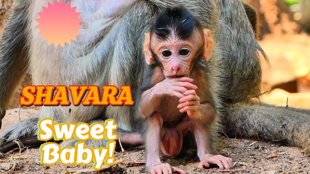 An adorable SHAVARA fell in love with the baby of SCARLETT ...