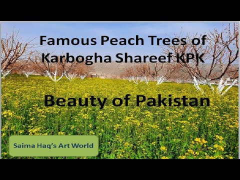 Famous Peach Trees of Karbogha Shareef KPK by Saima Haq II Beauty of ...