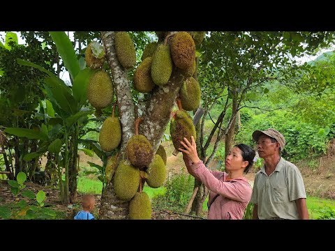 Ly Tieu Ca wurde von einem Mann mitgenommen, um Jackfrucht zum Verkauf zu pflücken.