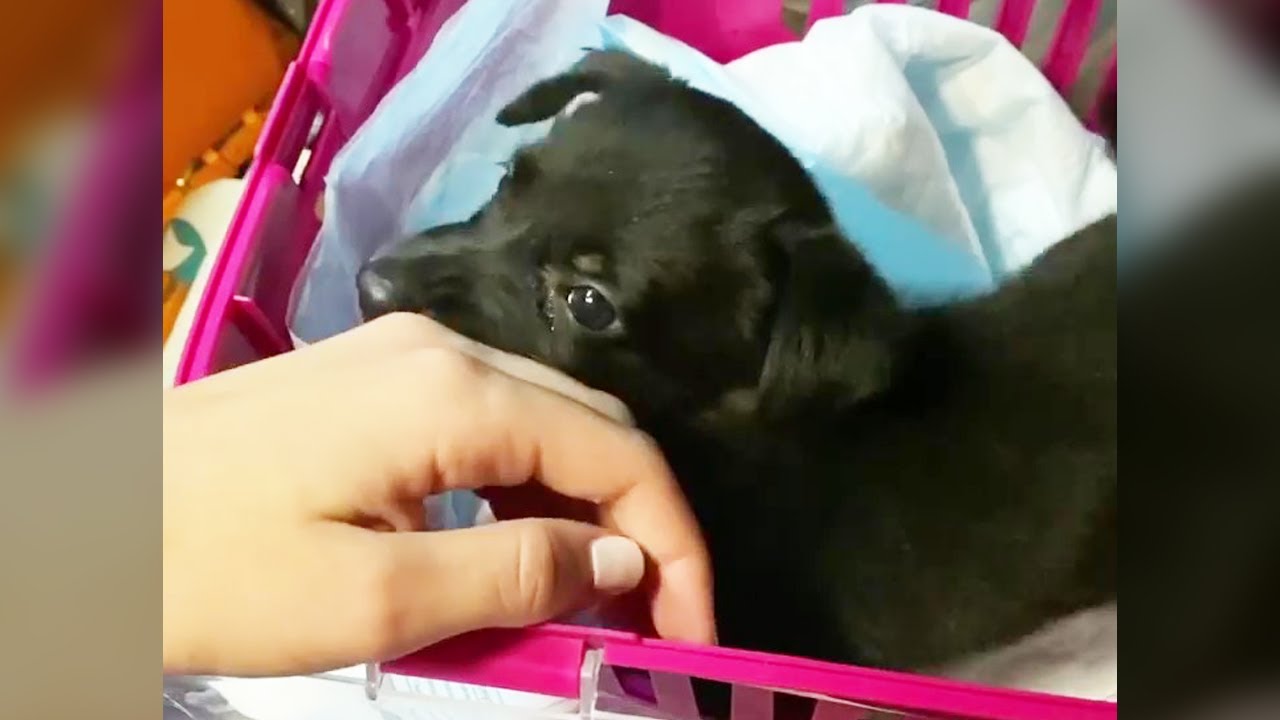 A puppy with a birth defect abandoned on the street was touched when ...