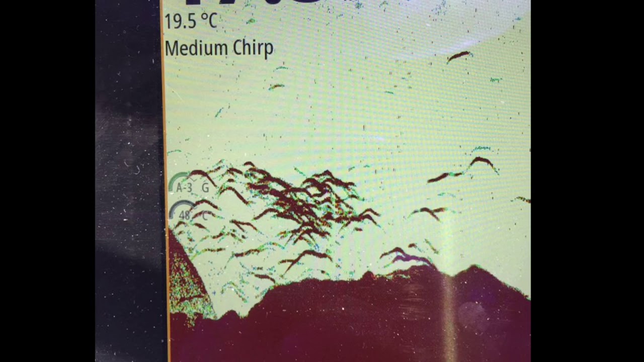 Wilsons prom kingfish - YouTube