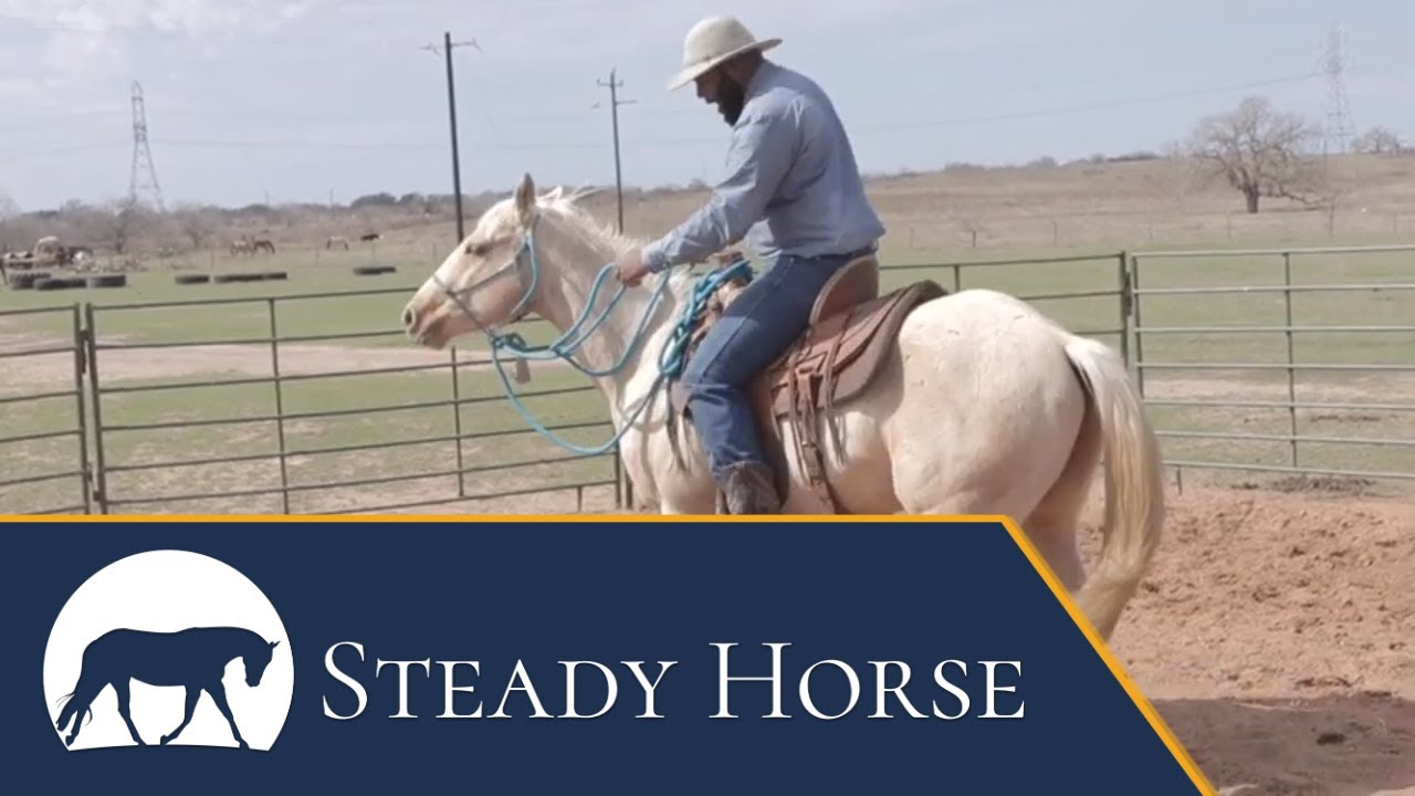 Basic Groundwork Essentials - YouTube