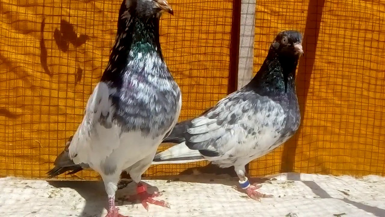 Butifull tadi bredr pair - YouTube