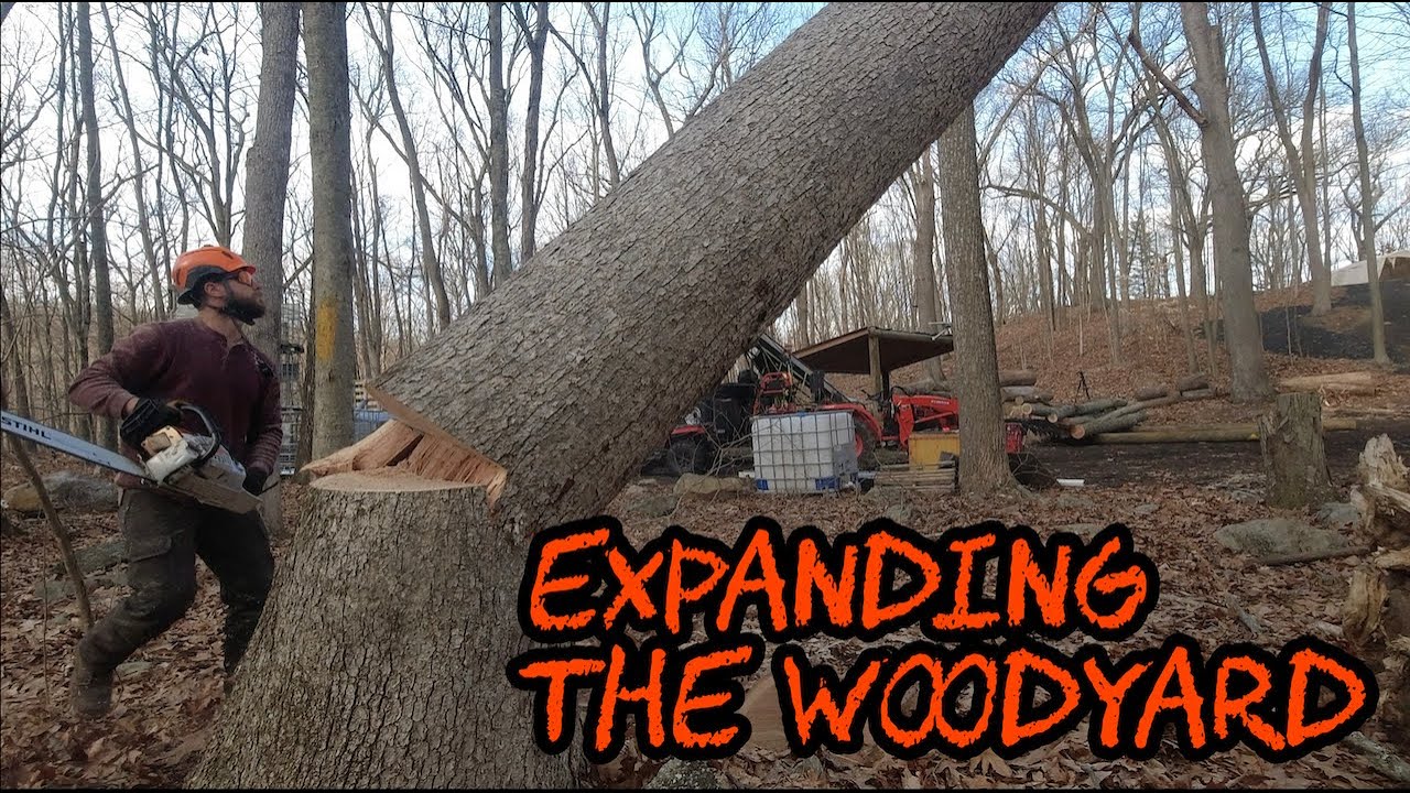 #344 Expanding the Firewood Yard & Cutting Down BIG Trees - YouTube