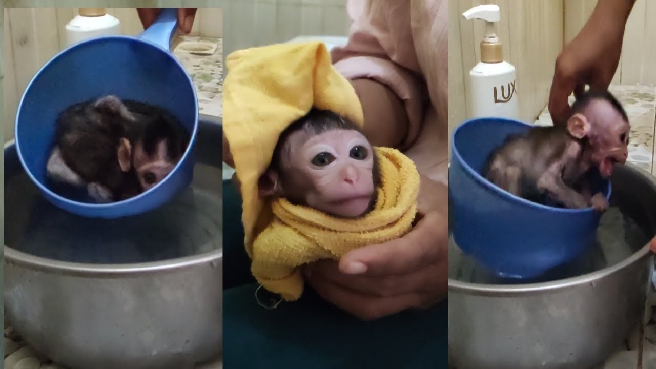 Monkey MoMo have a lovely bathing, and mom want to teach MoMo to swim ...
