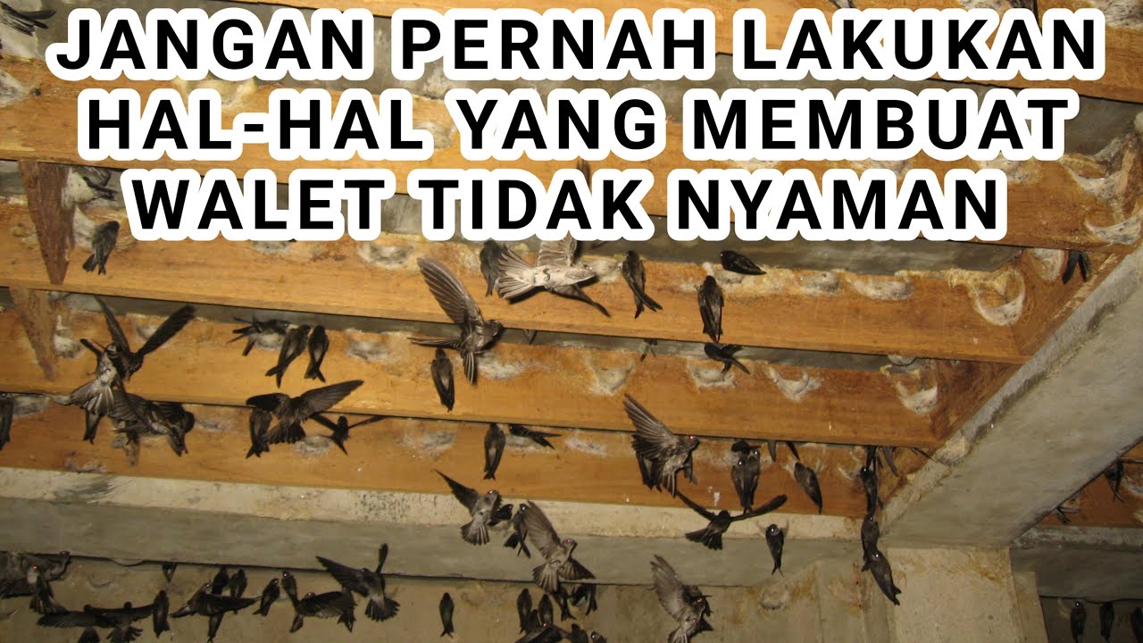 MAS Walet sedang live sekarang! - YouTube