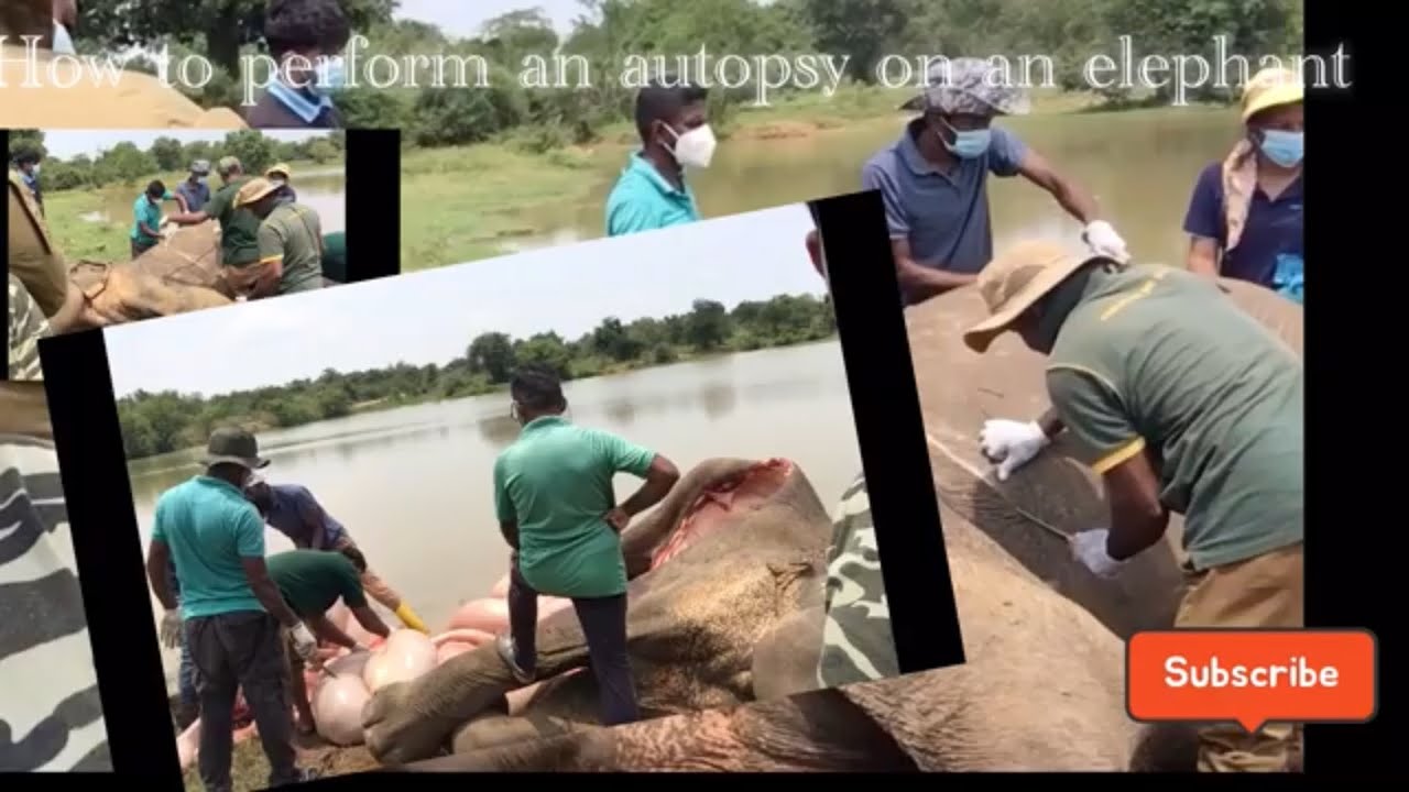 How to perform an autopsy on an elephant - YouTube